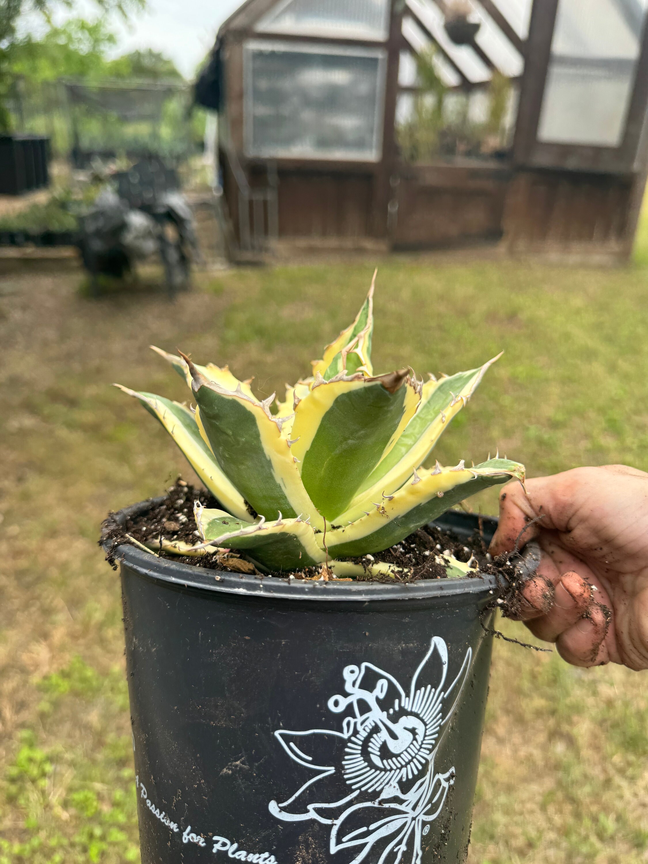 Agave Titanota Snaggle Tooth 1 Gal - Etsy
