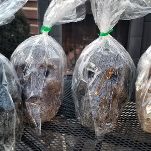 Paper Fire Pit Skull for Outdoor Wood Fire Pit Fun. - Etsy