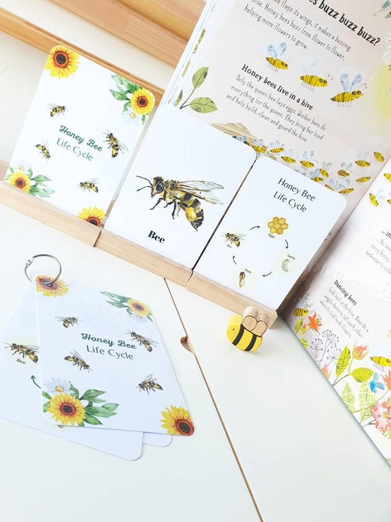 Flashcard Honey Bee Life Cycle . Forest . Printable. Flash | Etsy