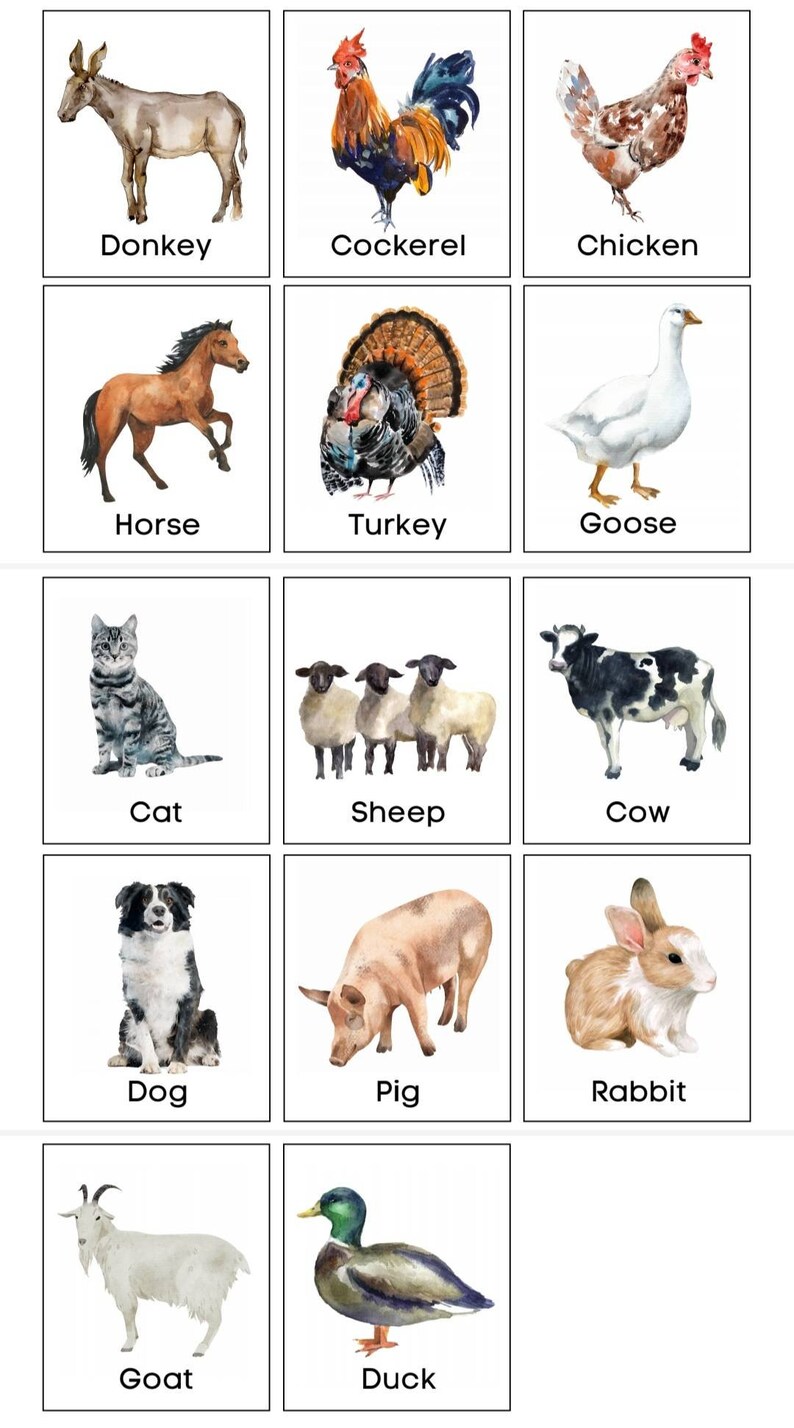 Digital Farm Animals Flash Cards - Etsy