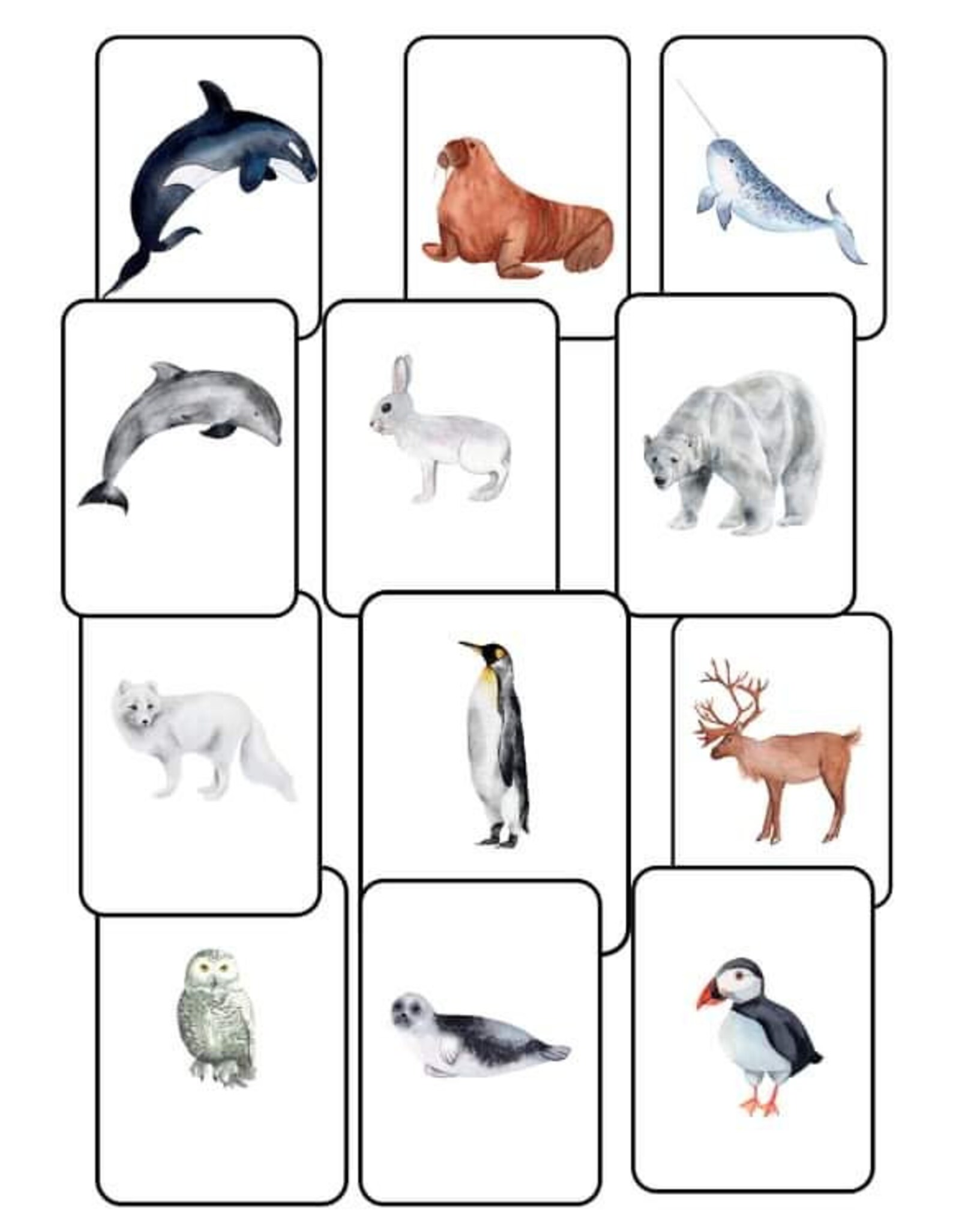 Arctic Polar Animals, Montessori Cards, Flash Cards, Educational Cards ...