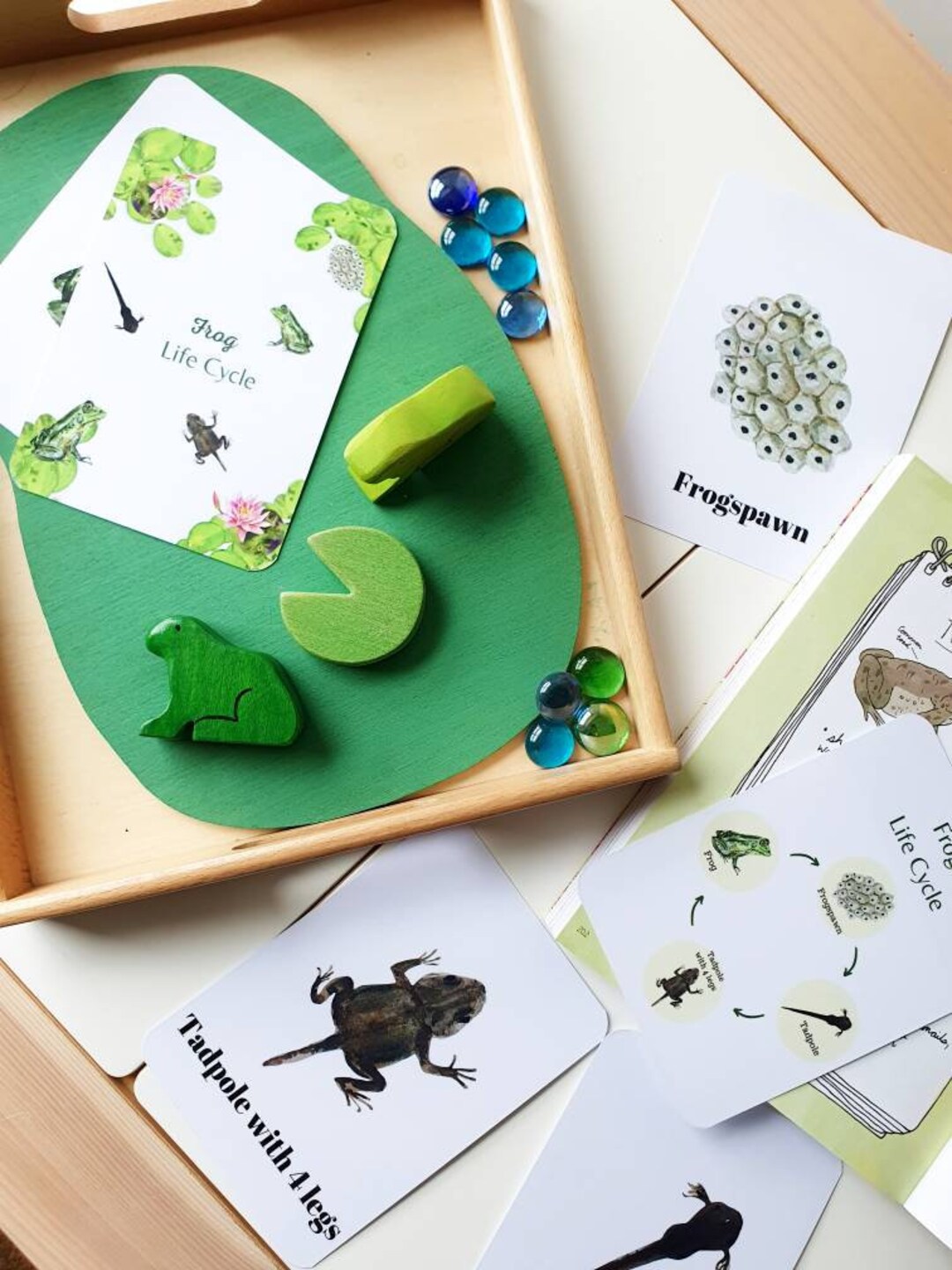 Frog Life Cycle Flashcards - Etsy