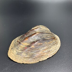 Vintage Hand Painted Shell Wheeler's Pearly Mussel Shell Black Sea Fan ...