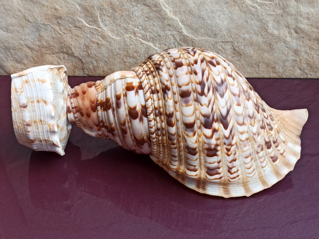 Triton Horn Large Slice Seashell, Rare Conus Sea Shell, Large Tiger ...