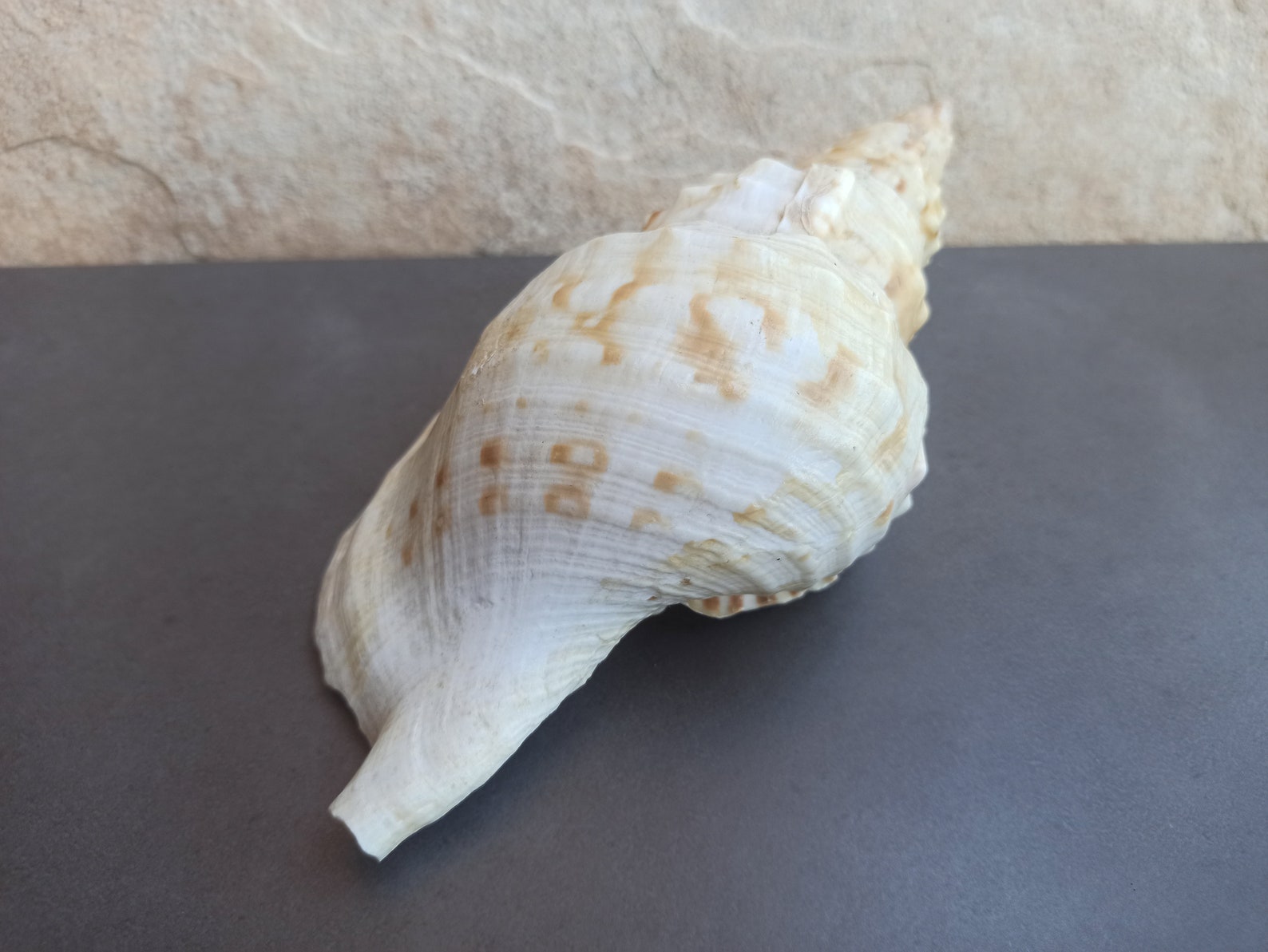 Antique Large Seashell, Rare Conus Sea Shell, Large Tiger Shell, Sea ...
