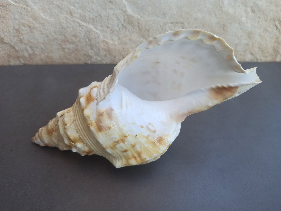 Antique Large Seashell Rare Conus Sea Shell Large Tiger - Etsy
