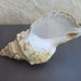 Antique Large Seashell, Rare Conus Sea Shell, Large Tiger Shell, Sea ...