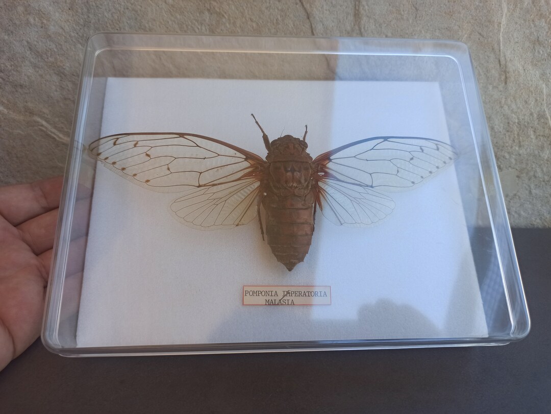 20.5cm Giant Cicada LARGE Pomponia Imperatoria One Huge - Etsy