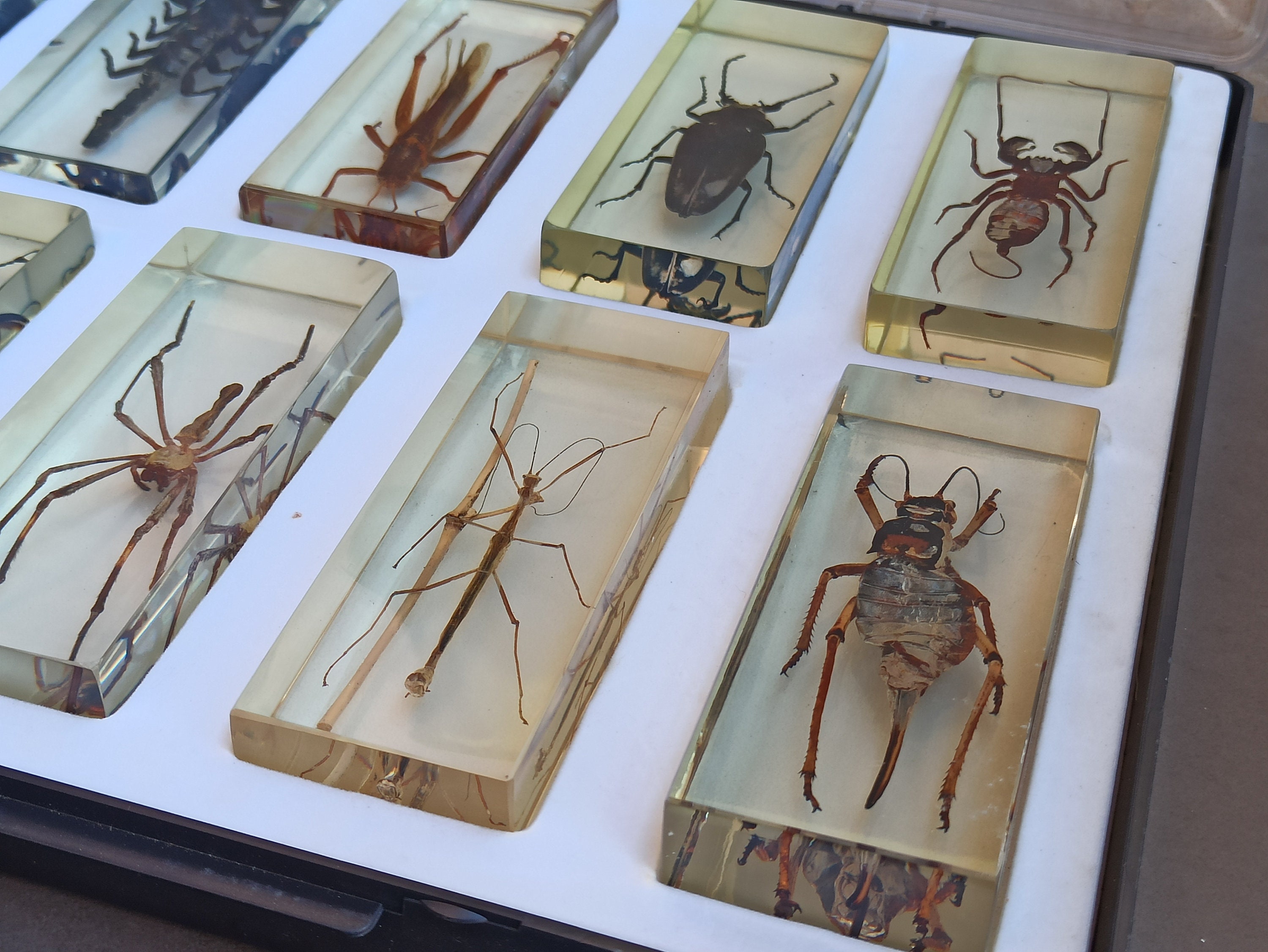 LARGE Taxidermy SET of 10, Vintage Insects, Antique Paperweight ...