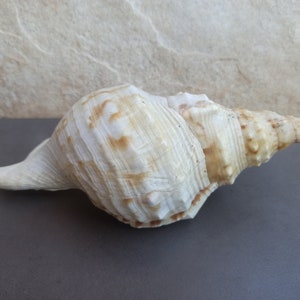 Antique Large Seashell, Rare Conus Sea Shell, Large Tiger Shell, Sea ...