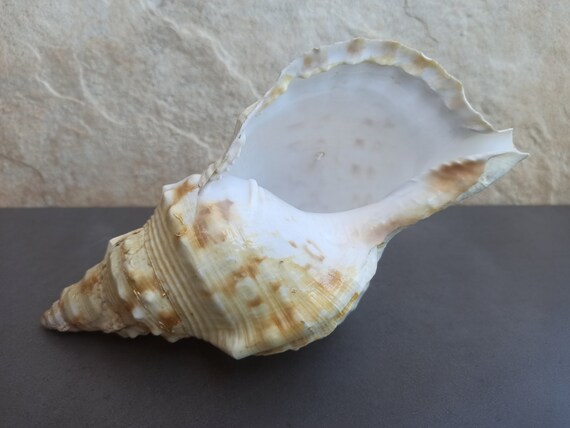 Antique Large Seashell Rare Conus Sea Shell Large Tiger - Etsy