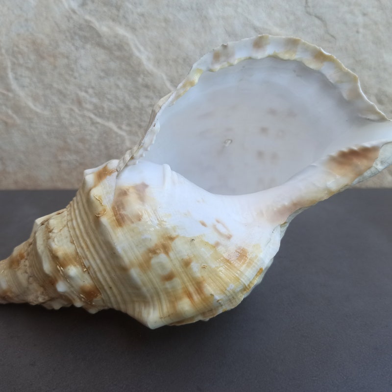 Rare Sea Shells - Etsy