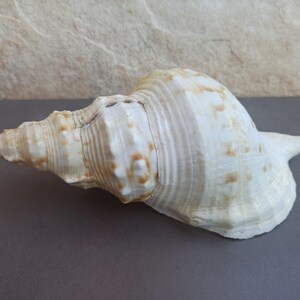 Antique Large Seashell, Rare Conus Sea Shell, Large Tiger Shell, Sea ...