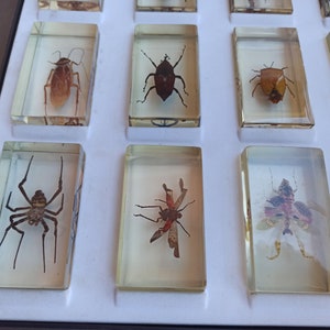 Taxidermy SET of 15, Vintage Insects, Antique Paperweight, Polymer ...