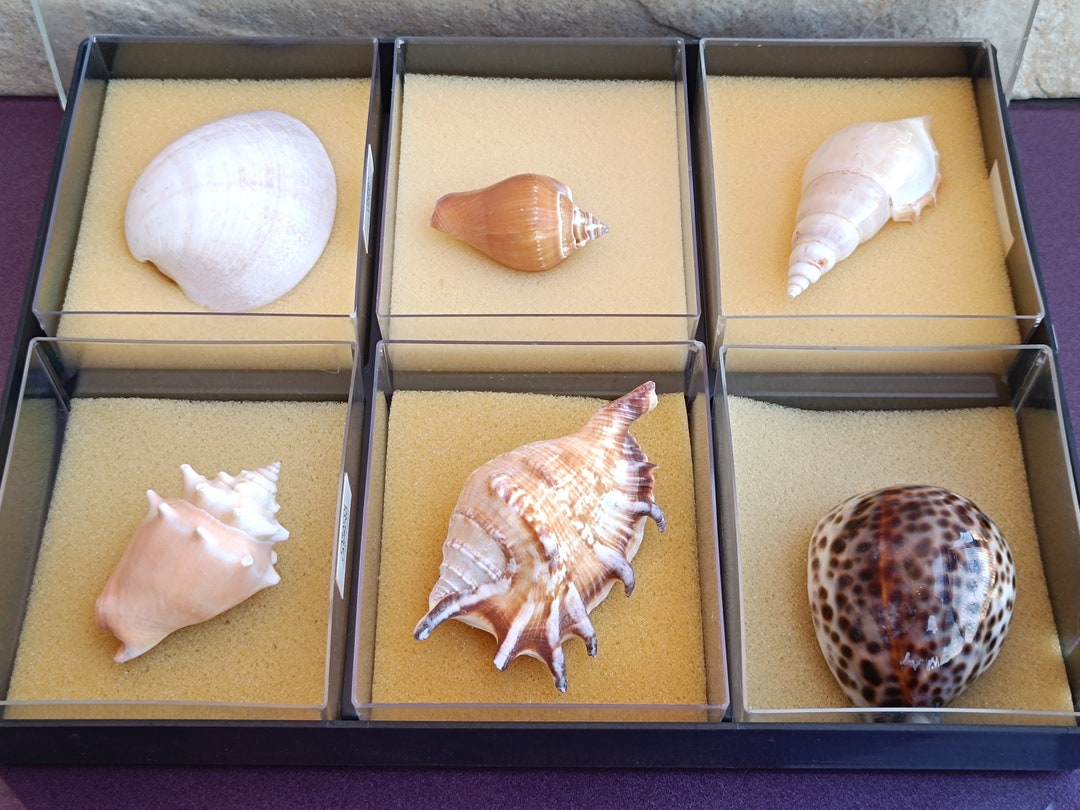 Set of 6 Natural Sea Shells, Beautiful Shells, Vintage Shells Set, Huge ...