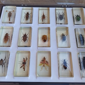 Taxidermy SET of 15, Vintage Insects, Antique Paperweight, Polymer ...
