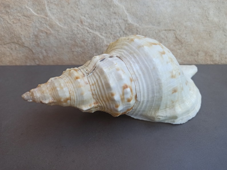 Antique Large Seashell, Rare Conus Sea Shell, Large Tiger Shell, Sea ...