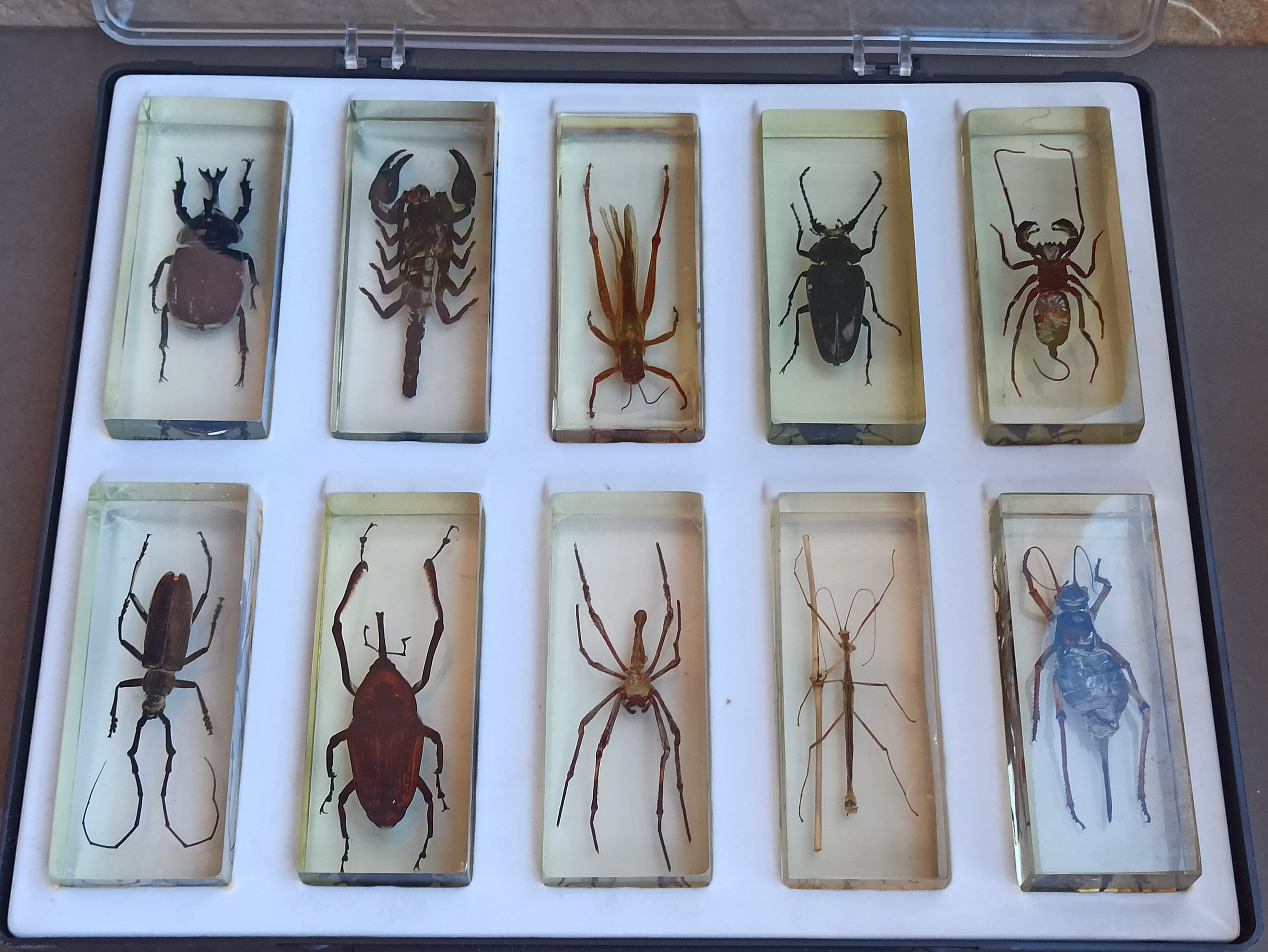 LARGE Taxidermy SET of 10, Vintage Insects, Antique Paperweight ...
