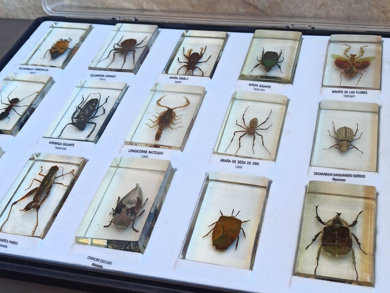 Taxidermy SET of 15, Vintage Insects, Antique Paperweight, Polymer ...
