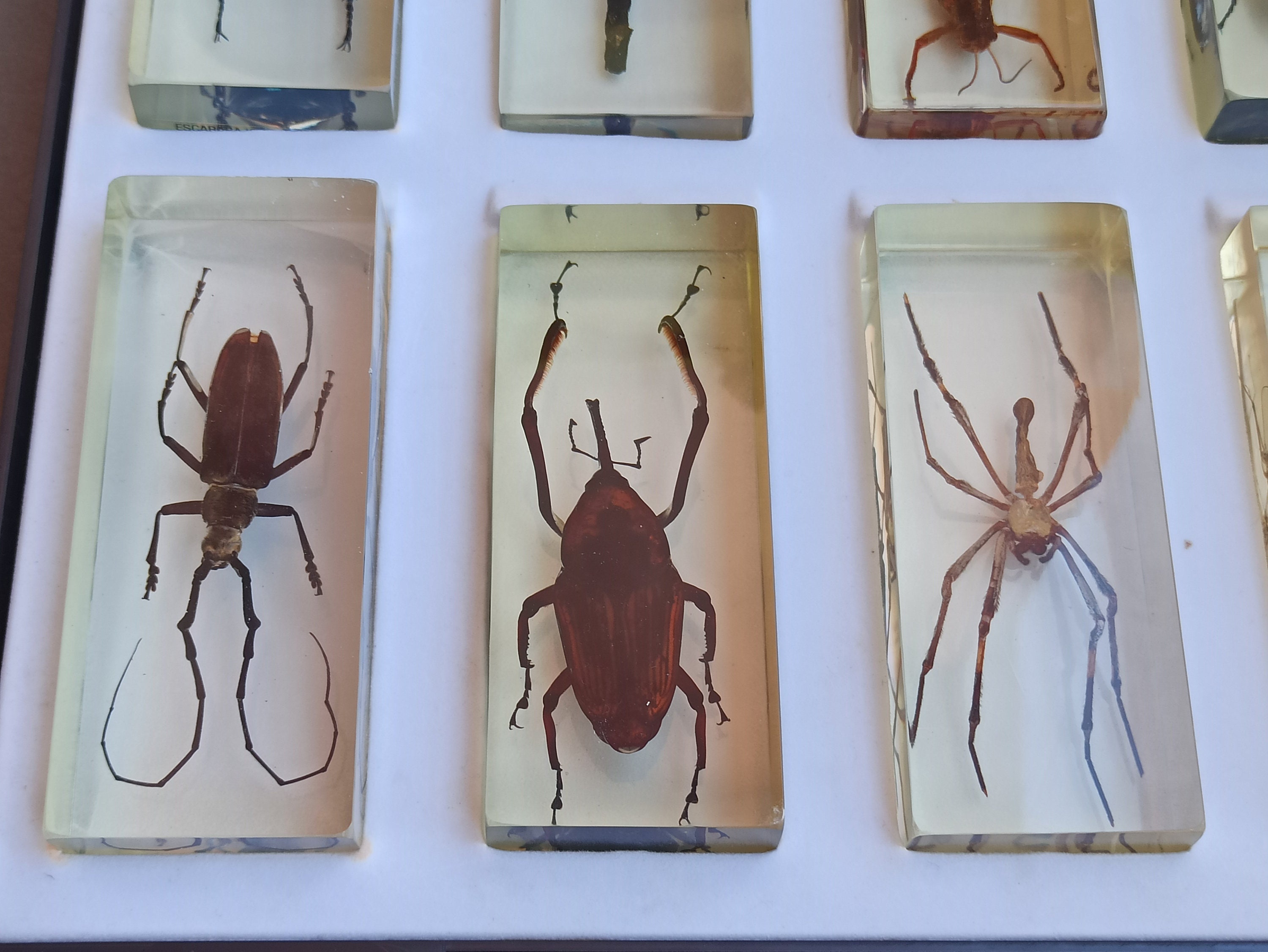LARGE Taxidermy SET of 10, Vintage Insects, Antique Paperweight ...