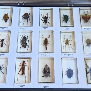 Taxidermy SET of 15, Vintage Insects, Antique Paperweight, Polymer ...