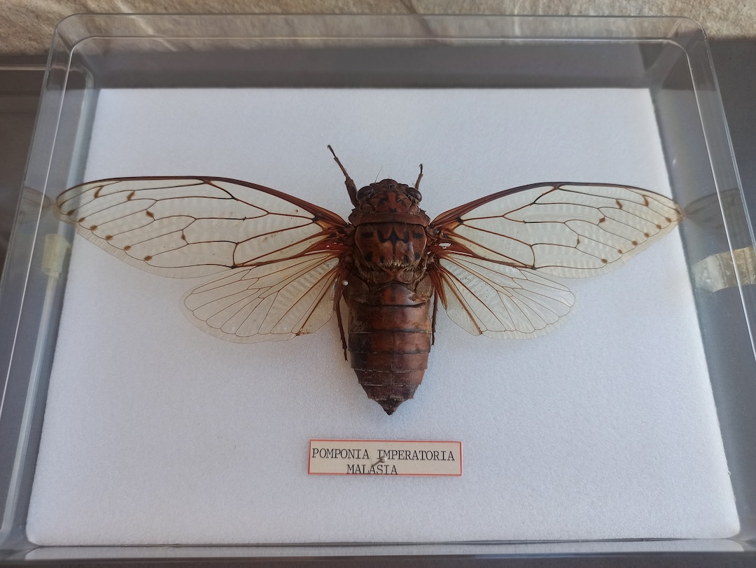 20.5cm Giant Cicada, LARGE Pomponia Imperatoria, One Huge Sized Cicada ...
