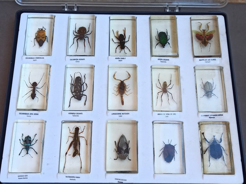 Taxidermy SET of 15, Vintage Insects, Antique Paperweight, Polymer ...