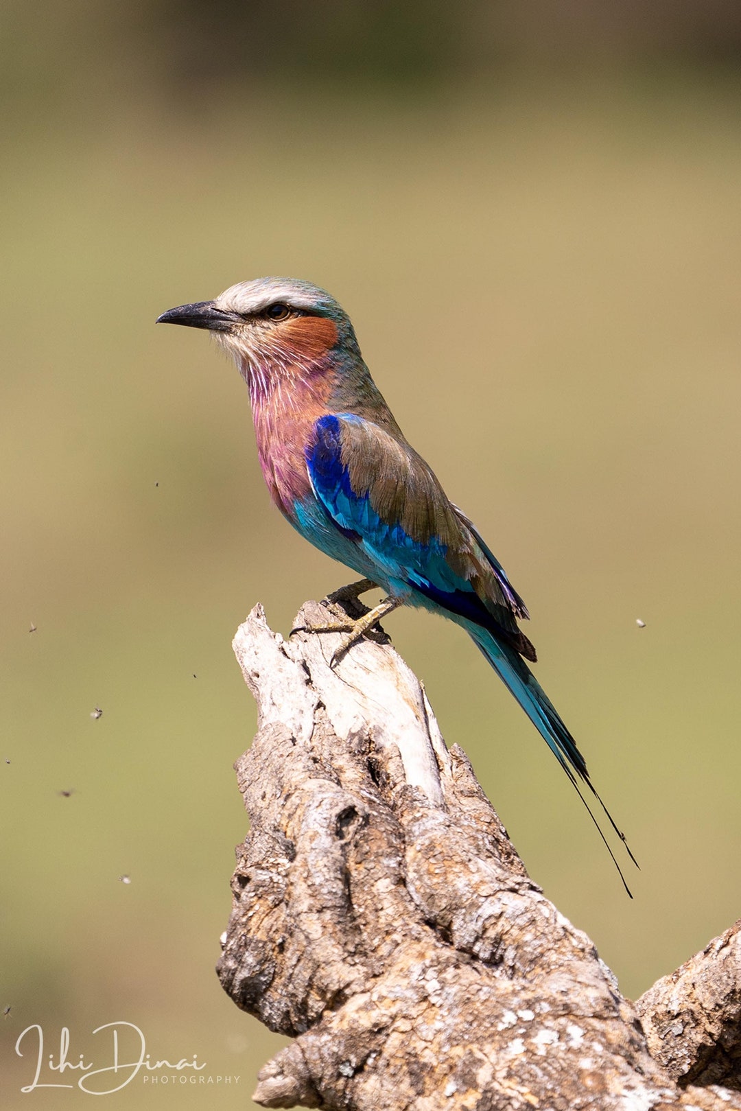 Lilac-breasted Roller, Bird Wildlife Photo Print / Birds Wall Art ...