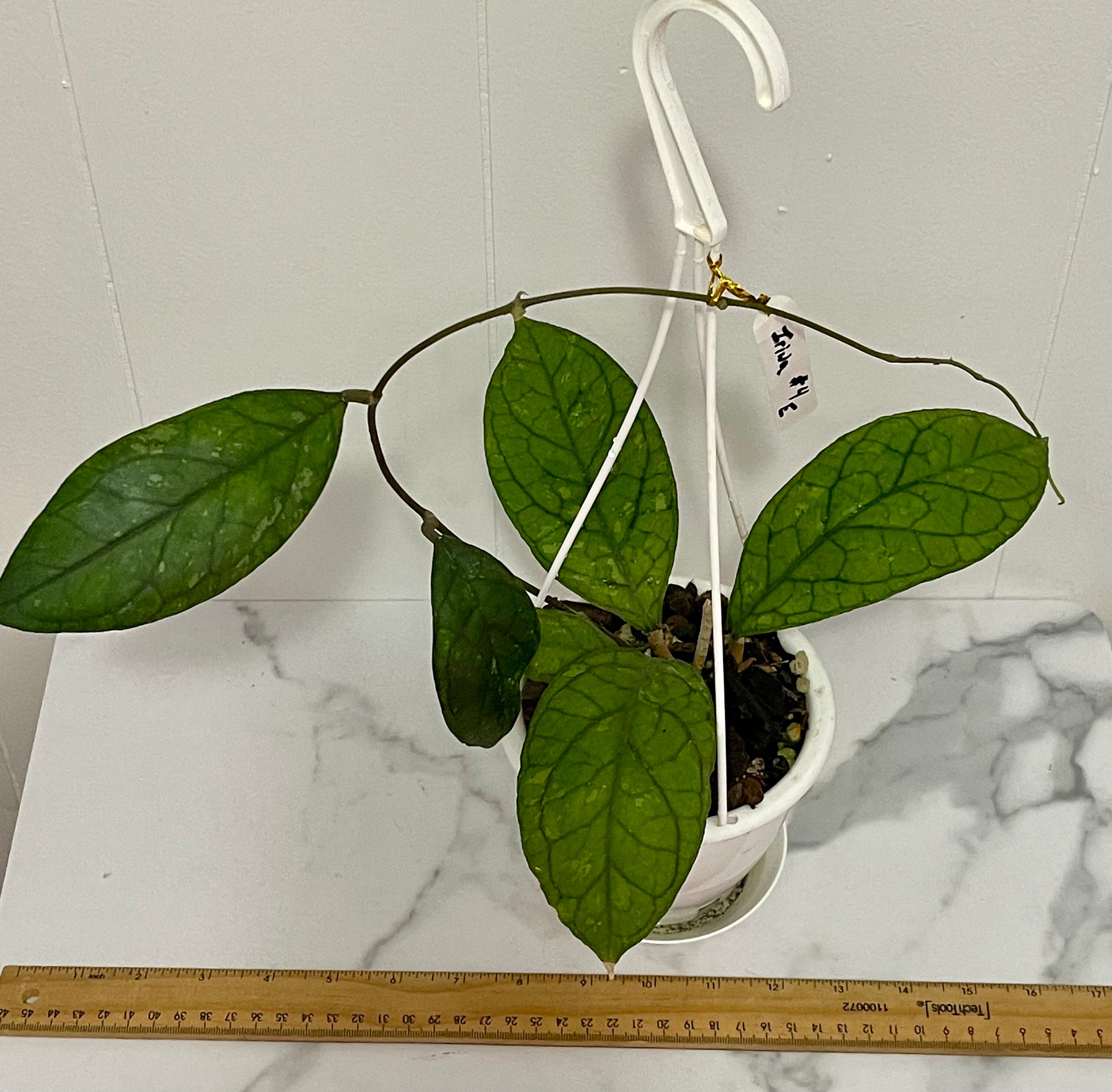 Hoya Irina in Hanging Pot - Etsy