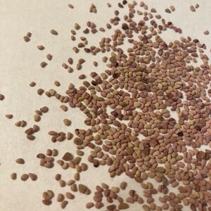 Blackcap Raspberry Seeds (RUBUS OCCIDENTALIS) (thimbleberry, Black ...