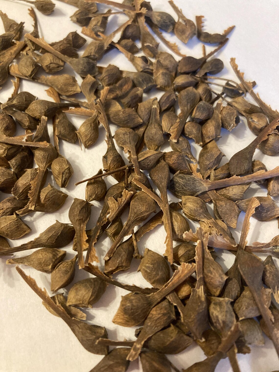 Balkan Maple Tree Seeds (acer Hyrcanum) - Etsy