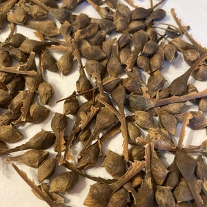 Balkan Maple Tree Seeds (acer Hyrcanum) - Etsy