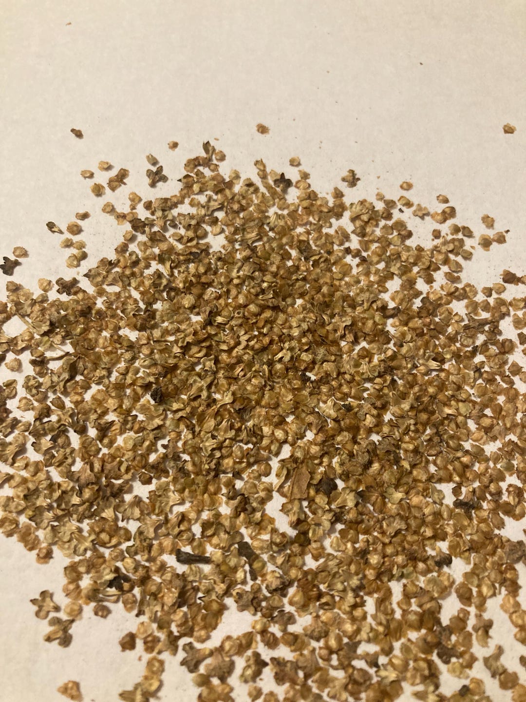 Chinese Birch Tree Seeds (BETULA COSTATA) (korean Birch) - Etsy