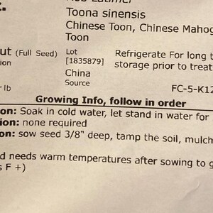 Red Toon Tree Seeds (toona Sinensis) - Etsy