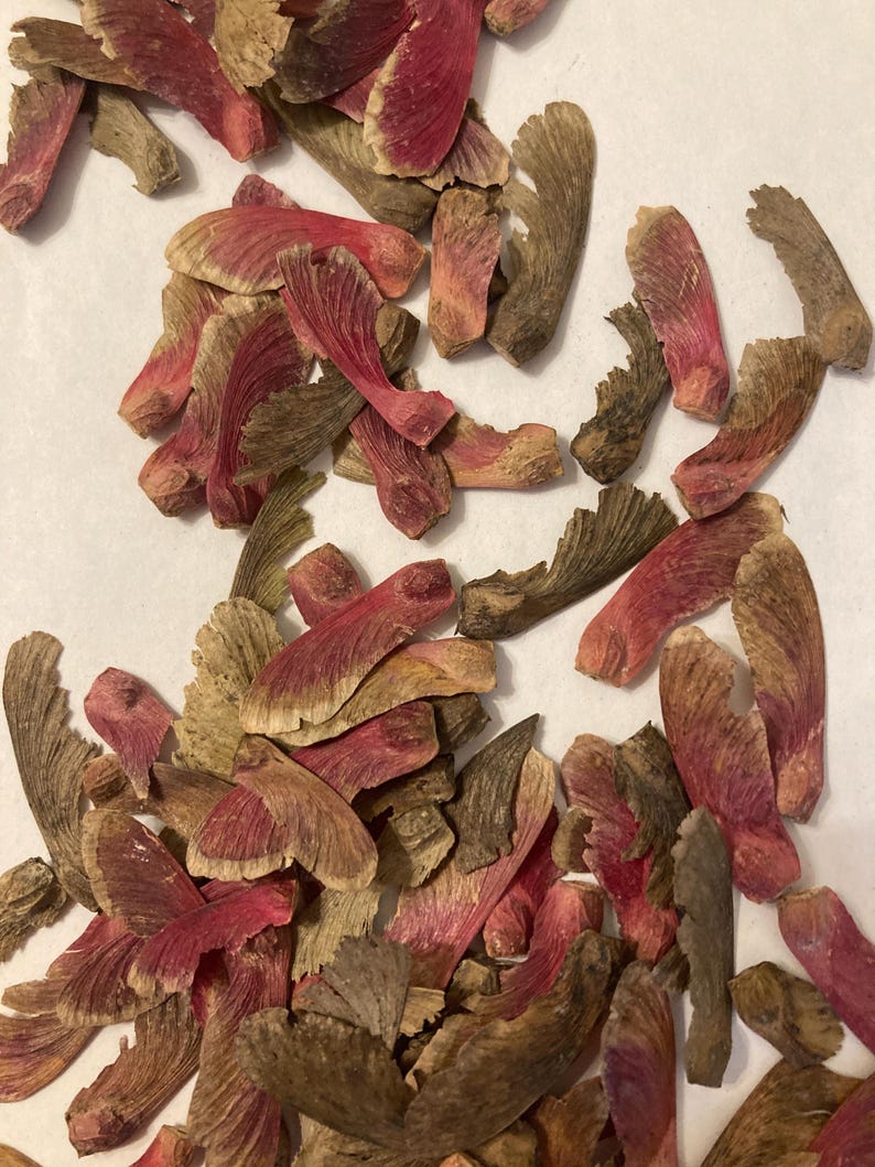 Suminagashi Japanese Maple Tree Seeds (acer Palmatum) - Etsy