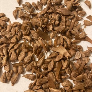 Cypress Cedar Tree Seeds (CEDRUS BREVIFOLIA) - Etsy