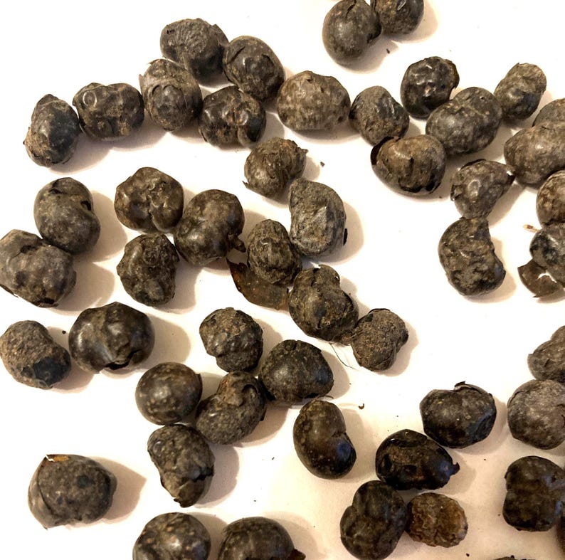 Wagner Windmill Palm Tree Seeds (TRACHYCARPUS WAGNERIANUS) (dwarf ...