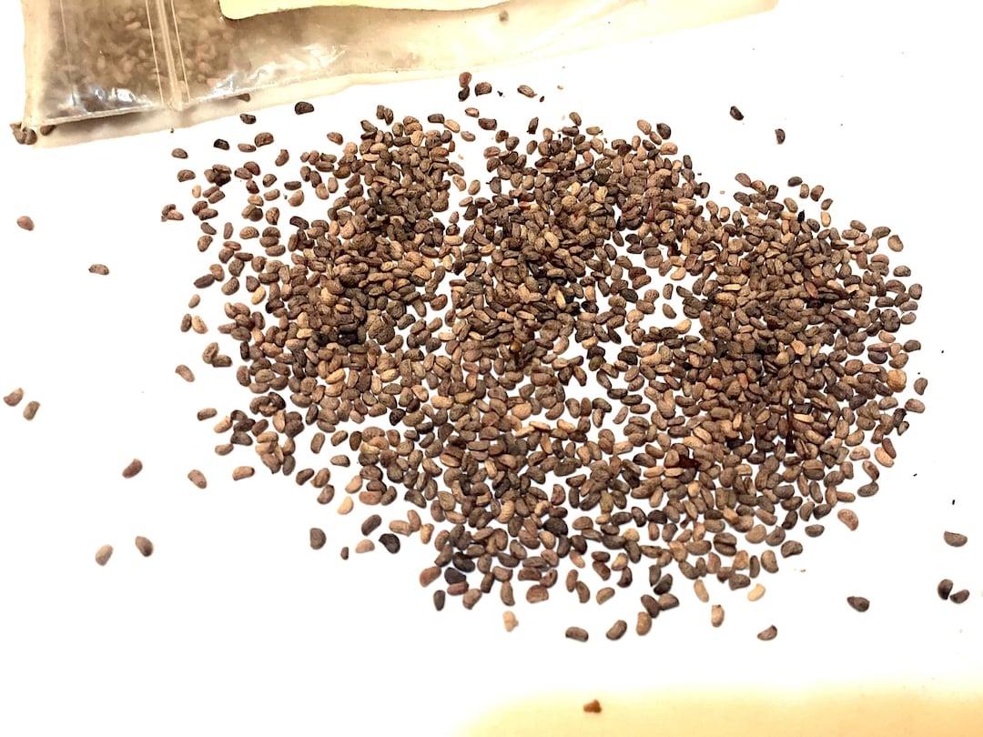 Red Raspberry Seeds (RUBUS IDAEUS) (framboise) (european Raspberry) - Etsy