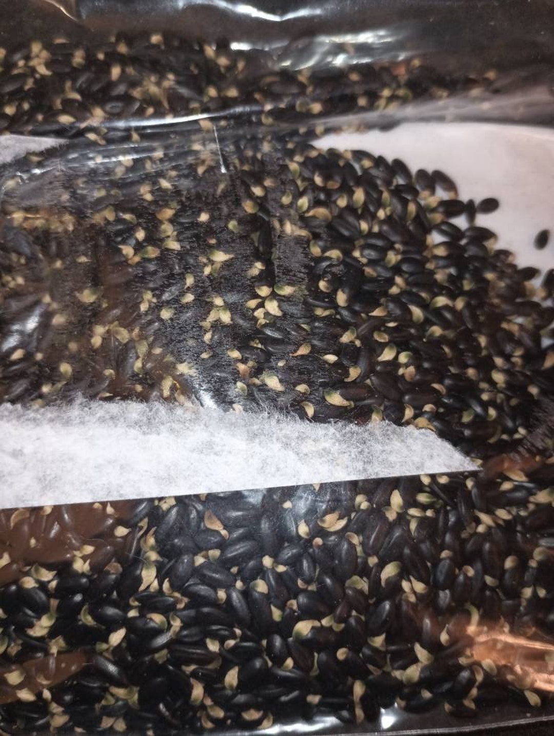 Bailey Acacia Tree Seeds acacia Baileyana golden Mimosa Tree - Etsy