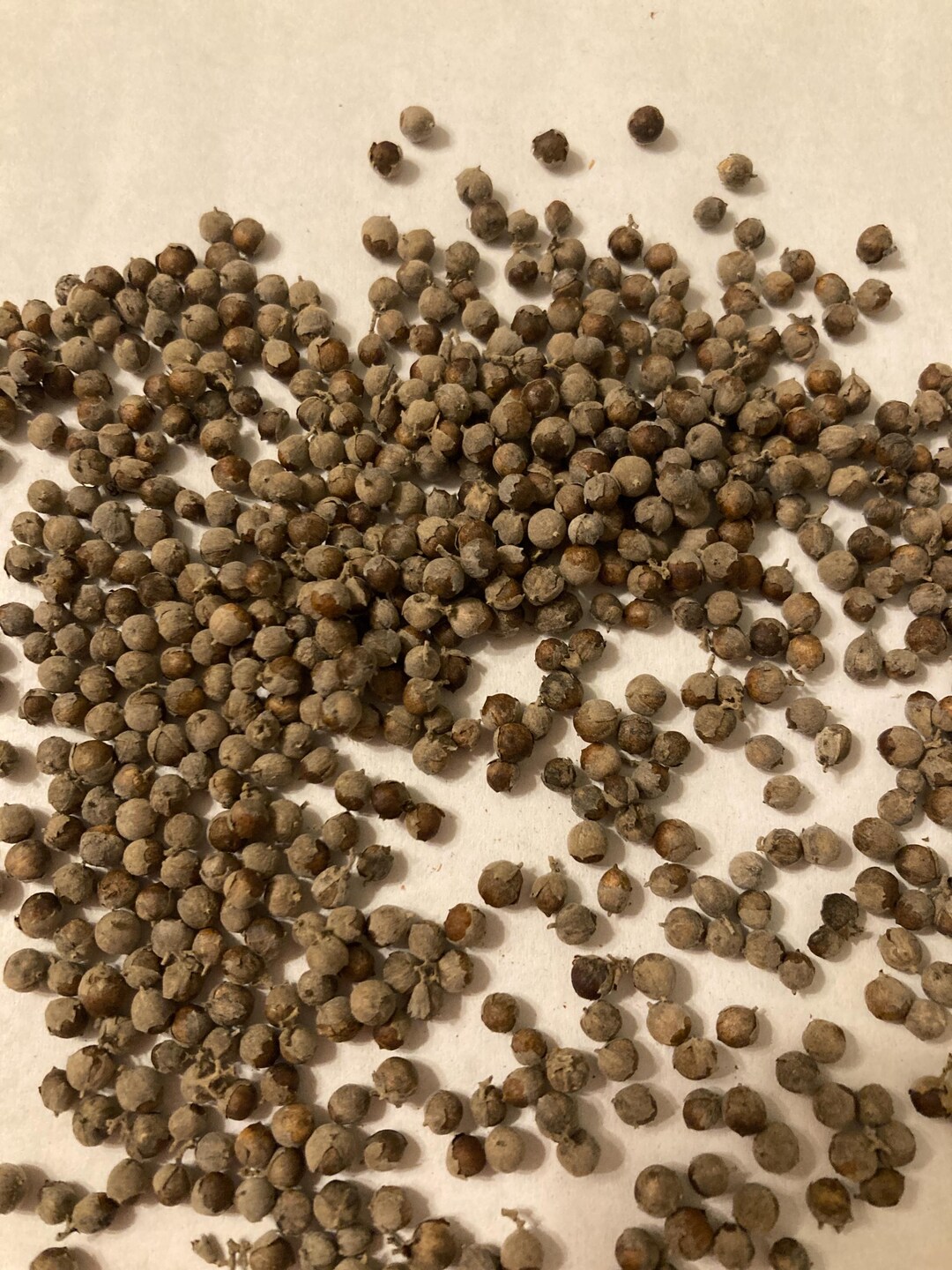 Chaste Tree Seeds (VITEX ANGUS CASTUS) (lilac Chaste Tree) - Etsy