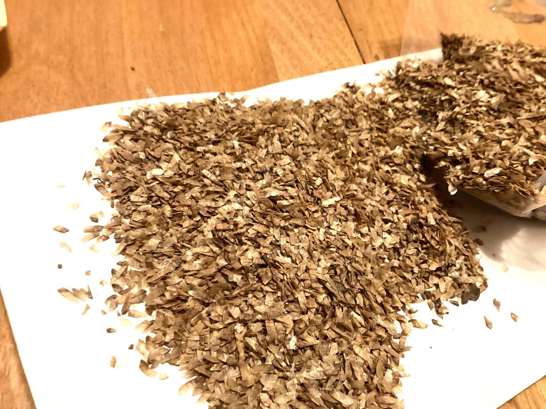 Japanese Judas Tree Seeds (cercidiphyllum Japonicum) - Etsy