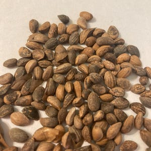 Calabrian Pine Tree Seeds (PINUS HALEPENSIS BRUTIA) ( Brutia Pine ...