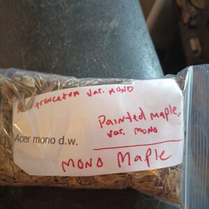 Mono Maple Tree Seeds (acer Truncatum Var. Mono) (painted Maple Var ...