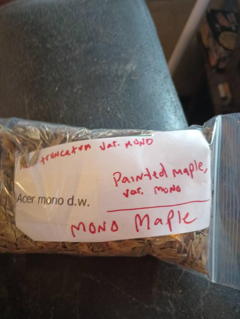 Mono Maple Tree Seeds acer Truncatum Var. Mono painted - Etsy