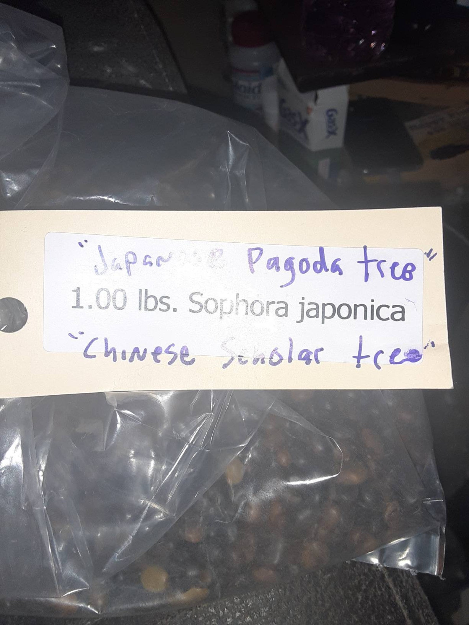 Japanese Pagoda Tree Seeds sophora Japonica - Etsy