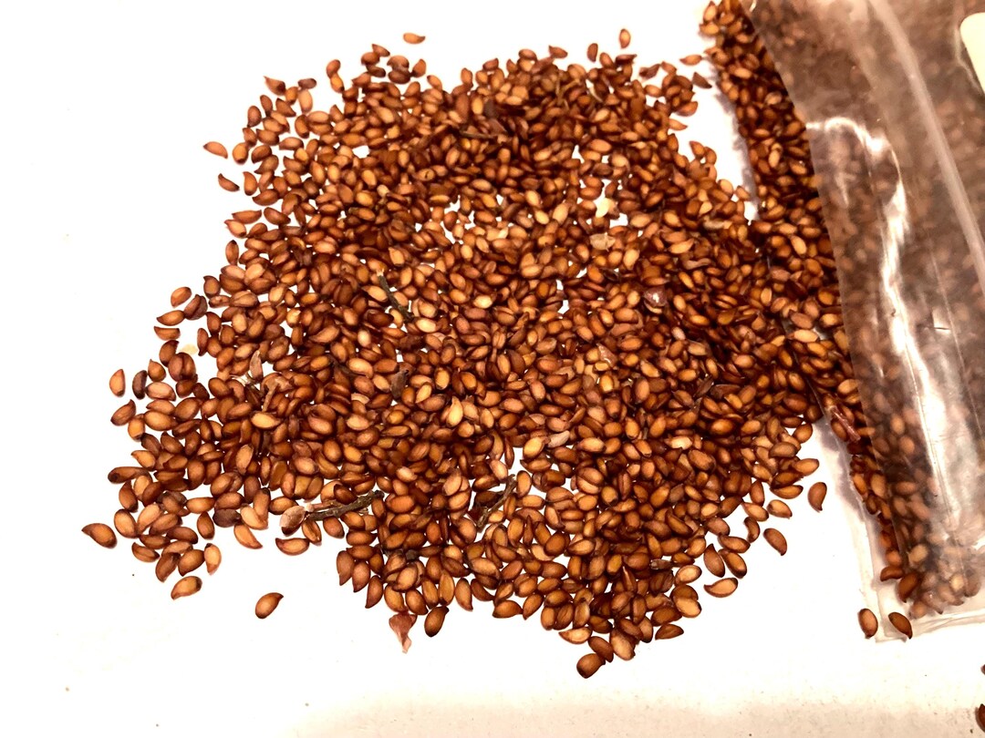 American Mountain Ash Tree Seeds (SORBUS AMERICANA) - Etsy