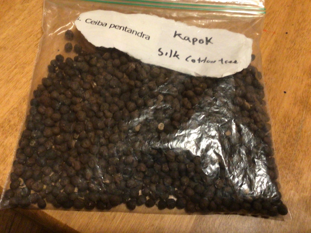 Kapok Tree Seeds CEIBA PENTANDRA silk-cotton, Cotton Tree, Java Kapok ...