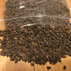 Loblolly Pine Tree Seeds PINUS TAEDA - Etsy