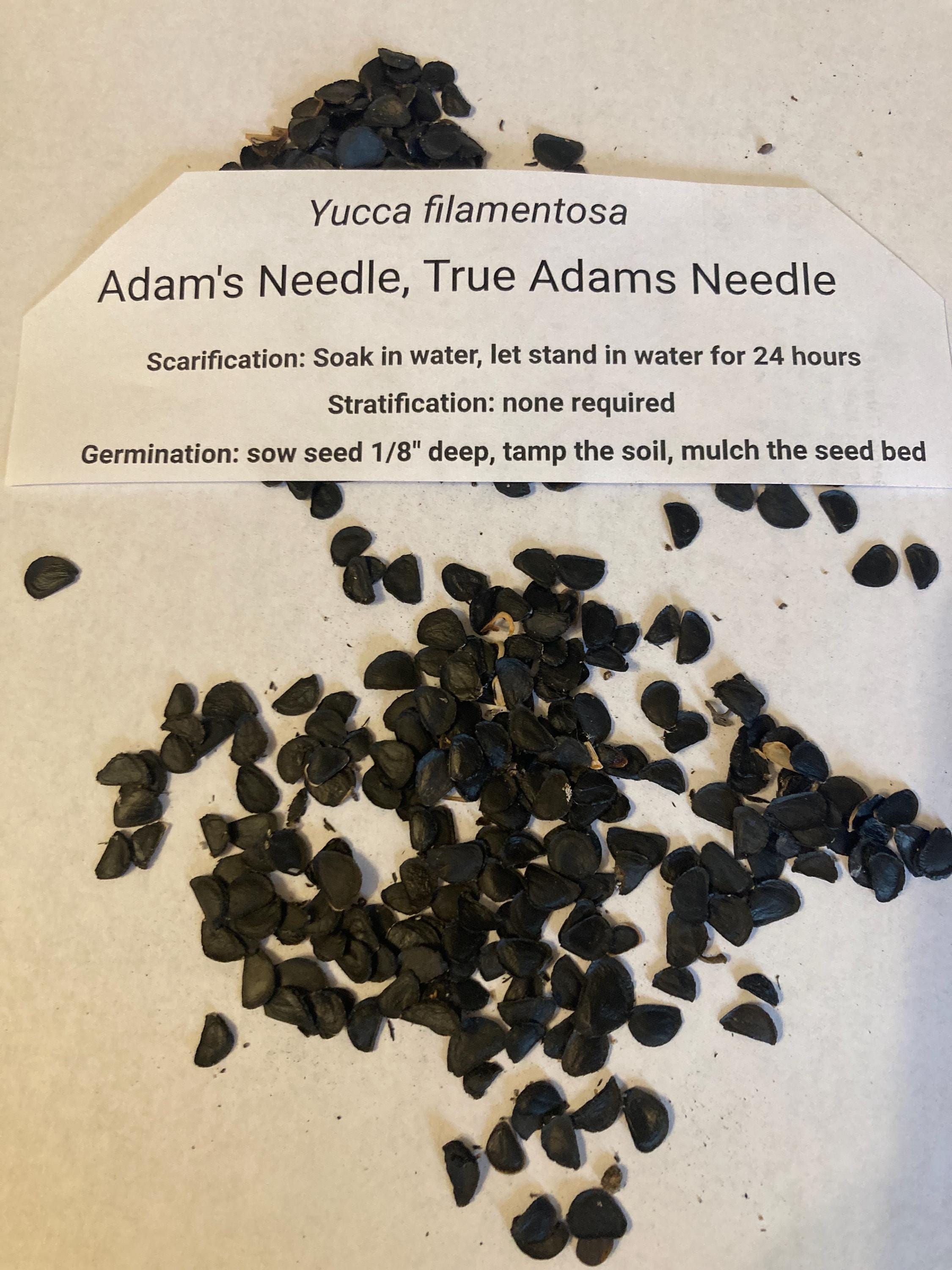 Adam's Needle Tree Seeds (YUCCA FILAMENTOSA) (true Adams Needle) - Etsy