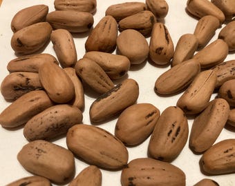 Pinus Pinea (italian Stone Pine) Tree Seeds , Produces Large, Edible ...